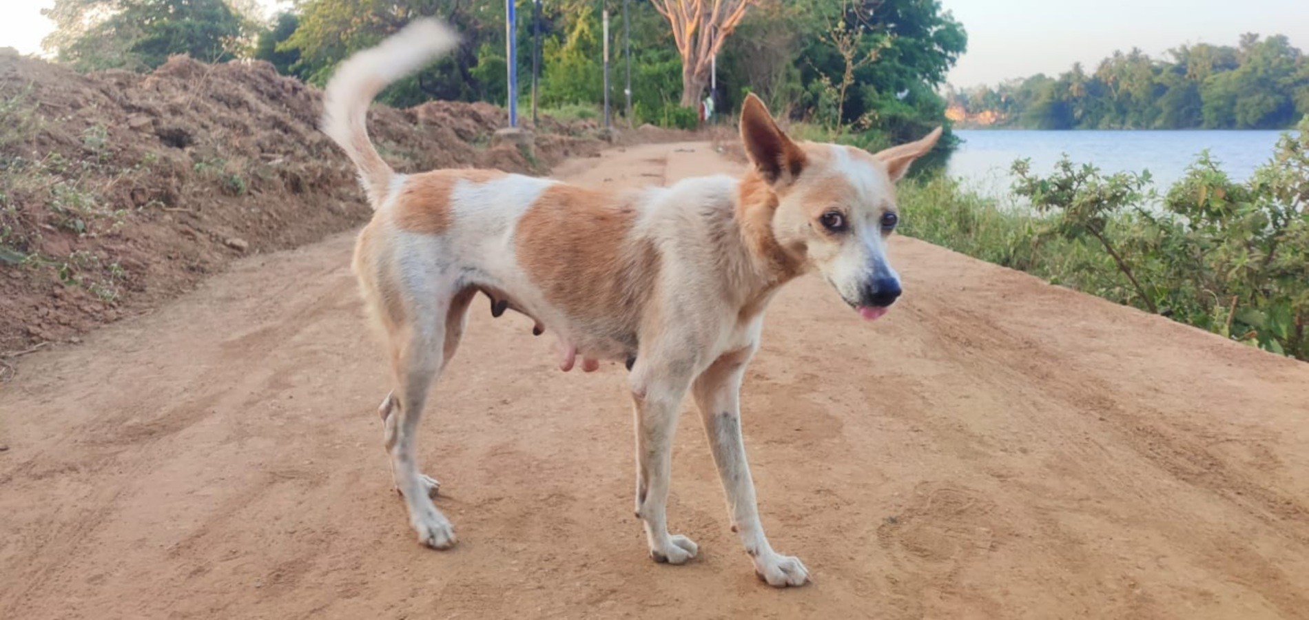 DARC Habitat Foundation